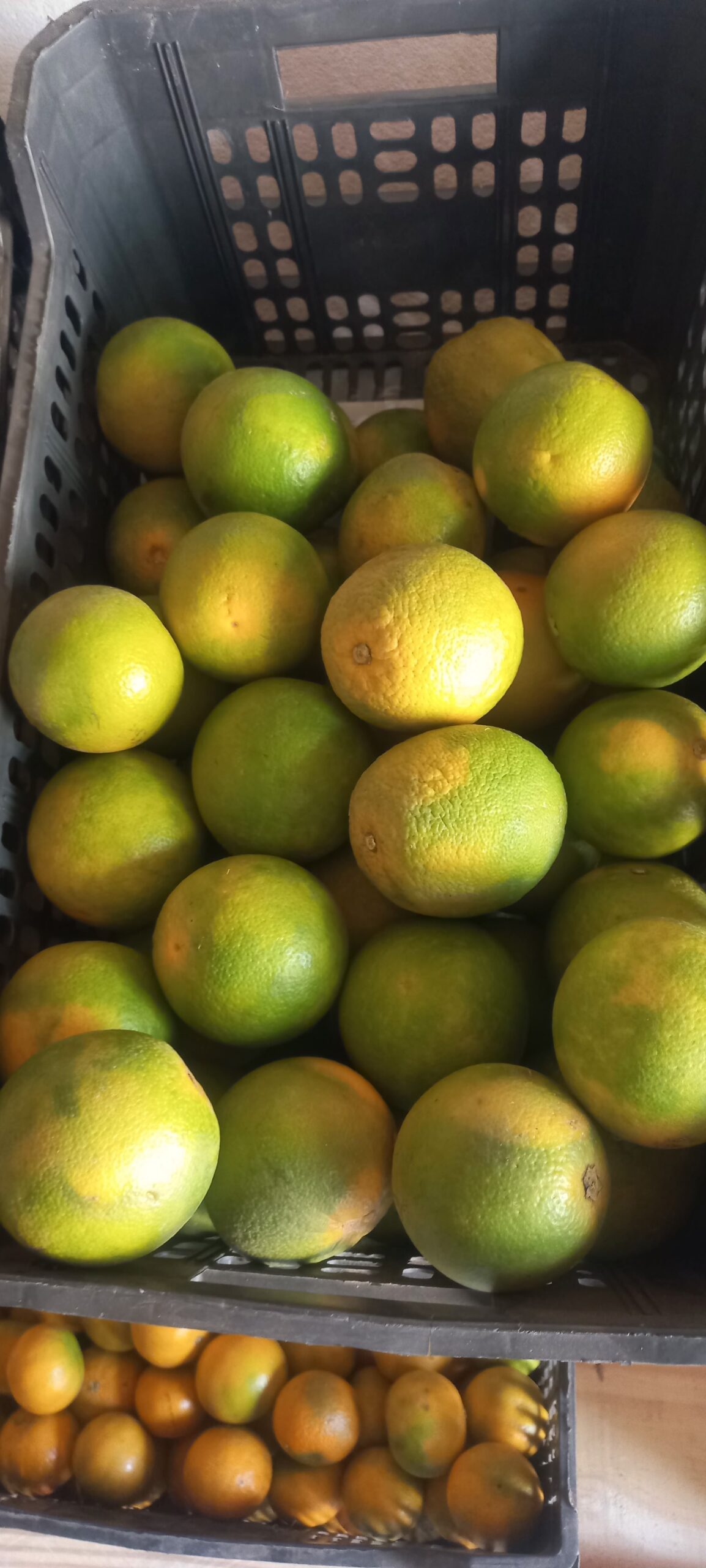 Local Orange - Farm Fresh Gambia
